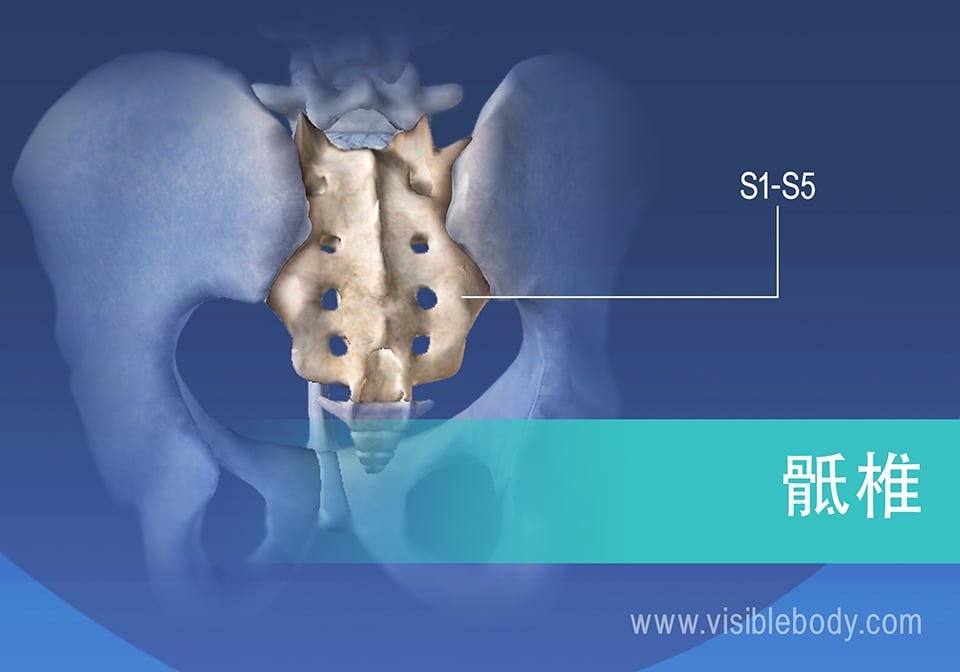 学习骨骼解剖学 骨骼概述